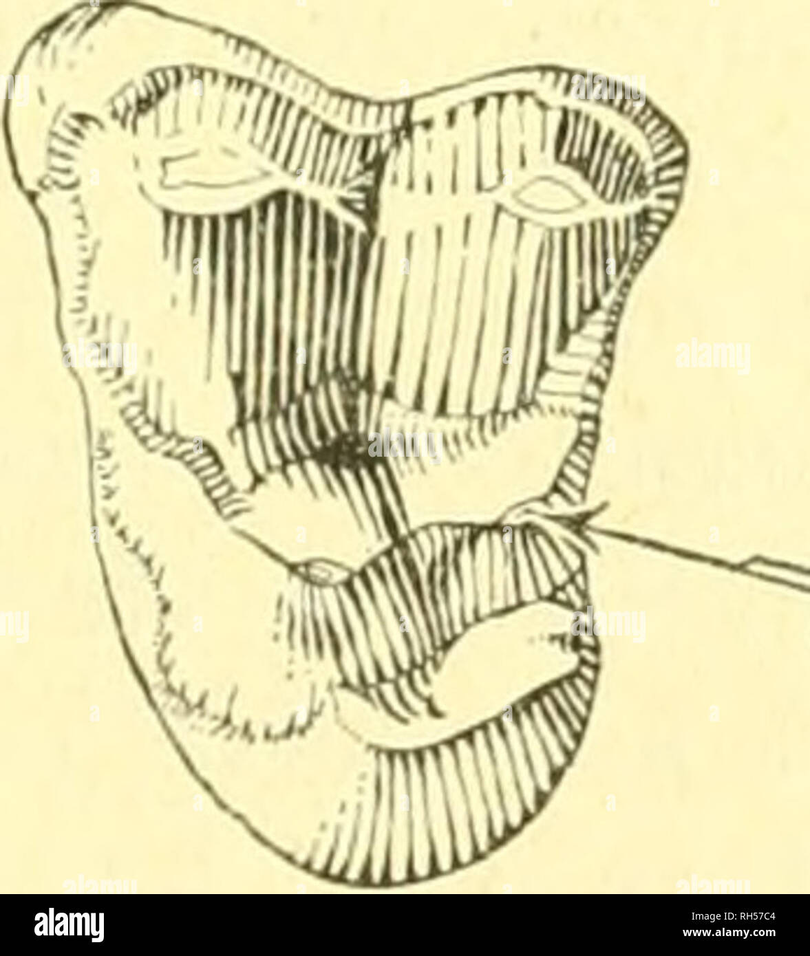 . Breviora. . LINGUAL VIEW >JiAetaconu[e TOMARCTUS CANAVUS Figure 4 ...