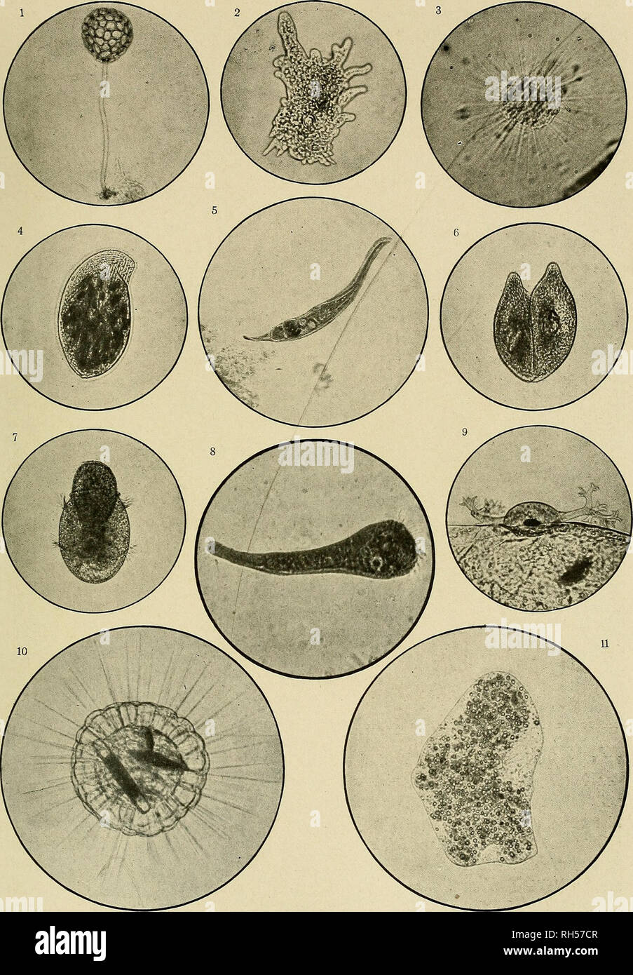 Didinium Under Microscope