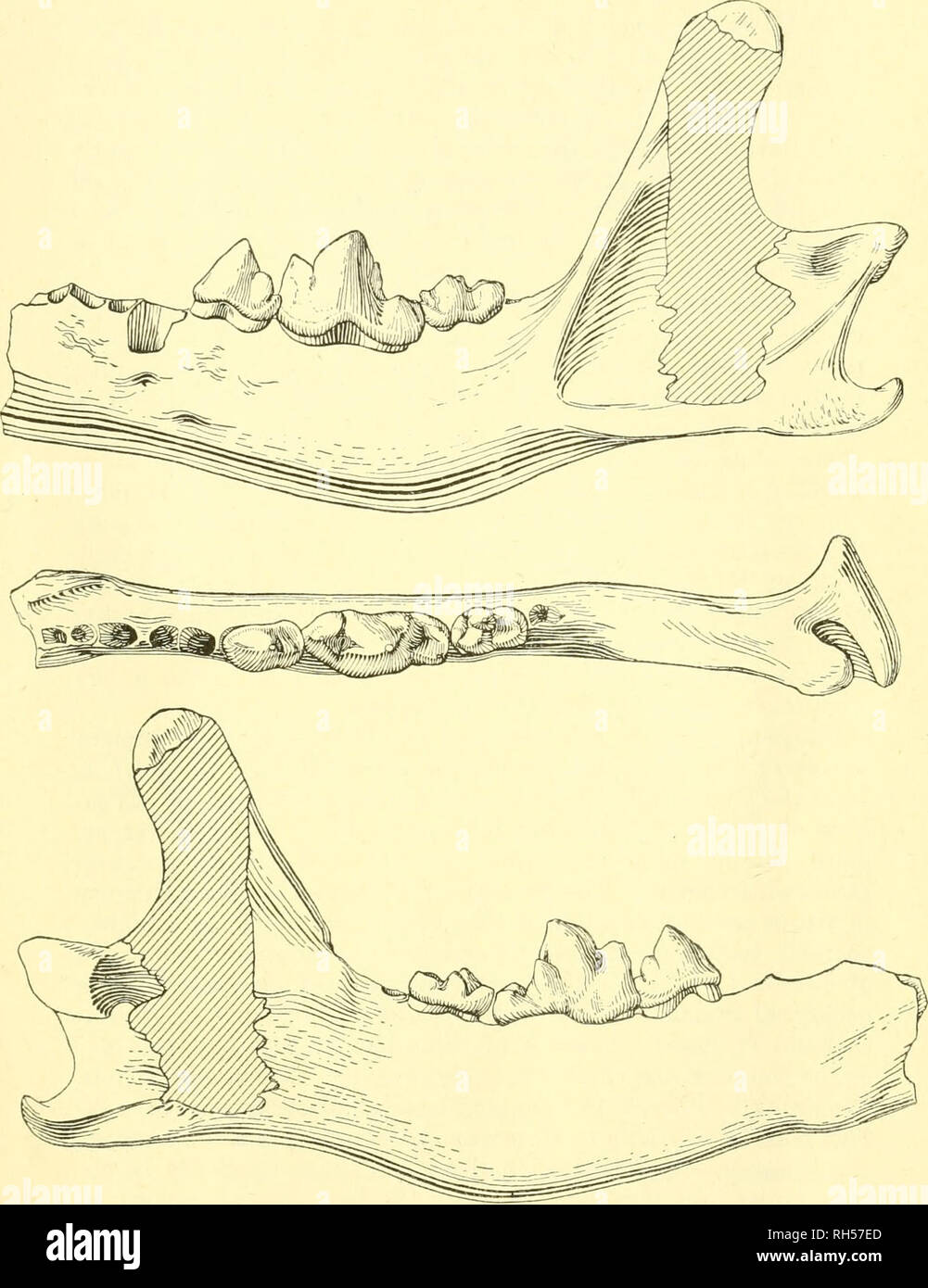 . Breviora. 1956 CANINAE OF THOMAS FARM. Figure 2. Cynodesmus ...