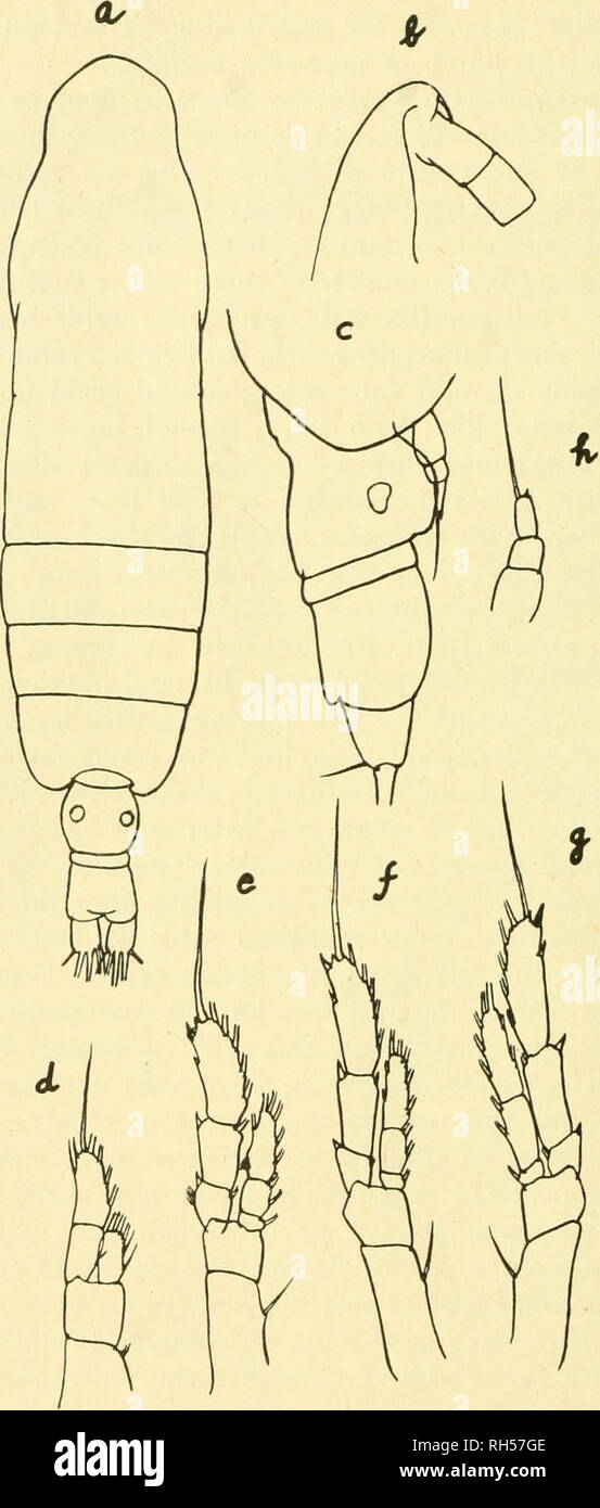 . Breviora. NO. 64. Figure 3. Calocalanus gracilis n. sp. a, Complete ...