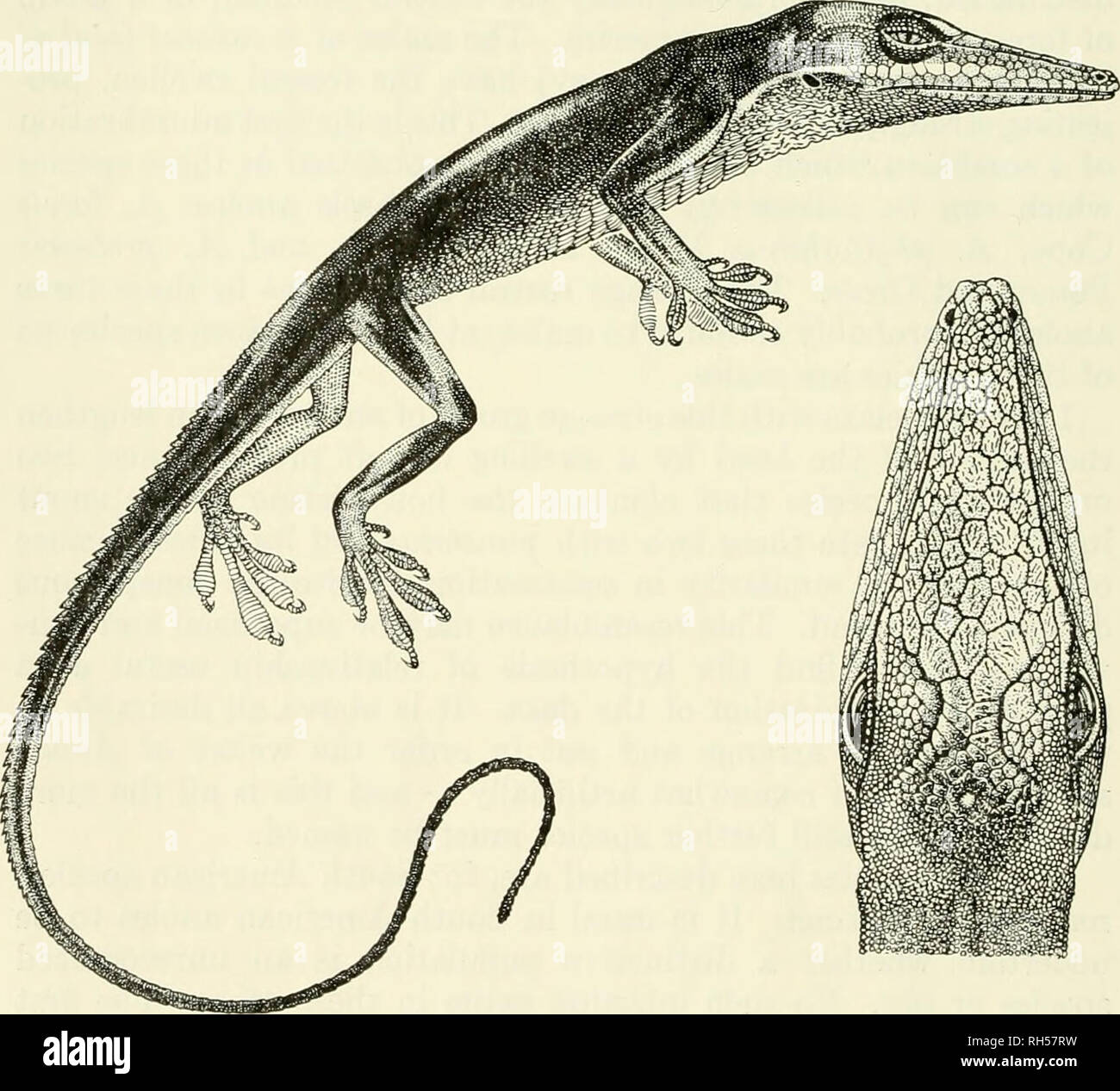 Anolis proboscis hi-res stock photography and images - Alamy