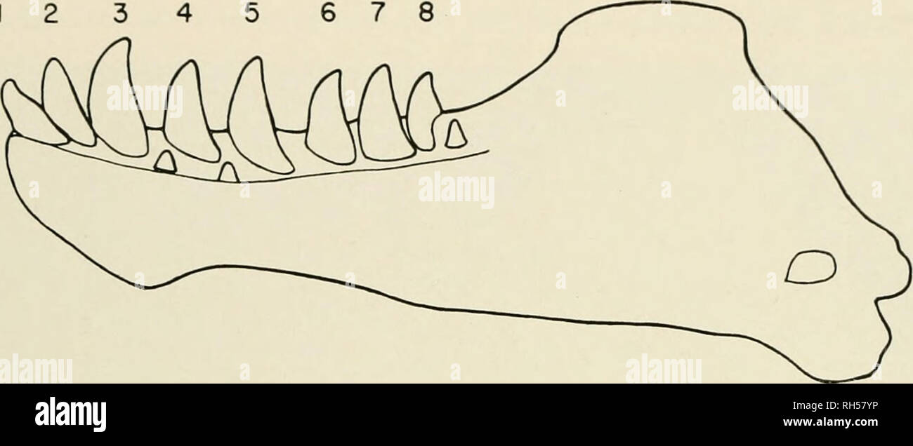 Pleurodont hi-res stock photography and images - Alamy