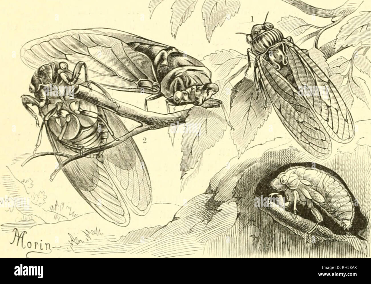 Scf ii hi-res stock photography and images - Alamy