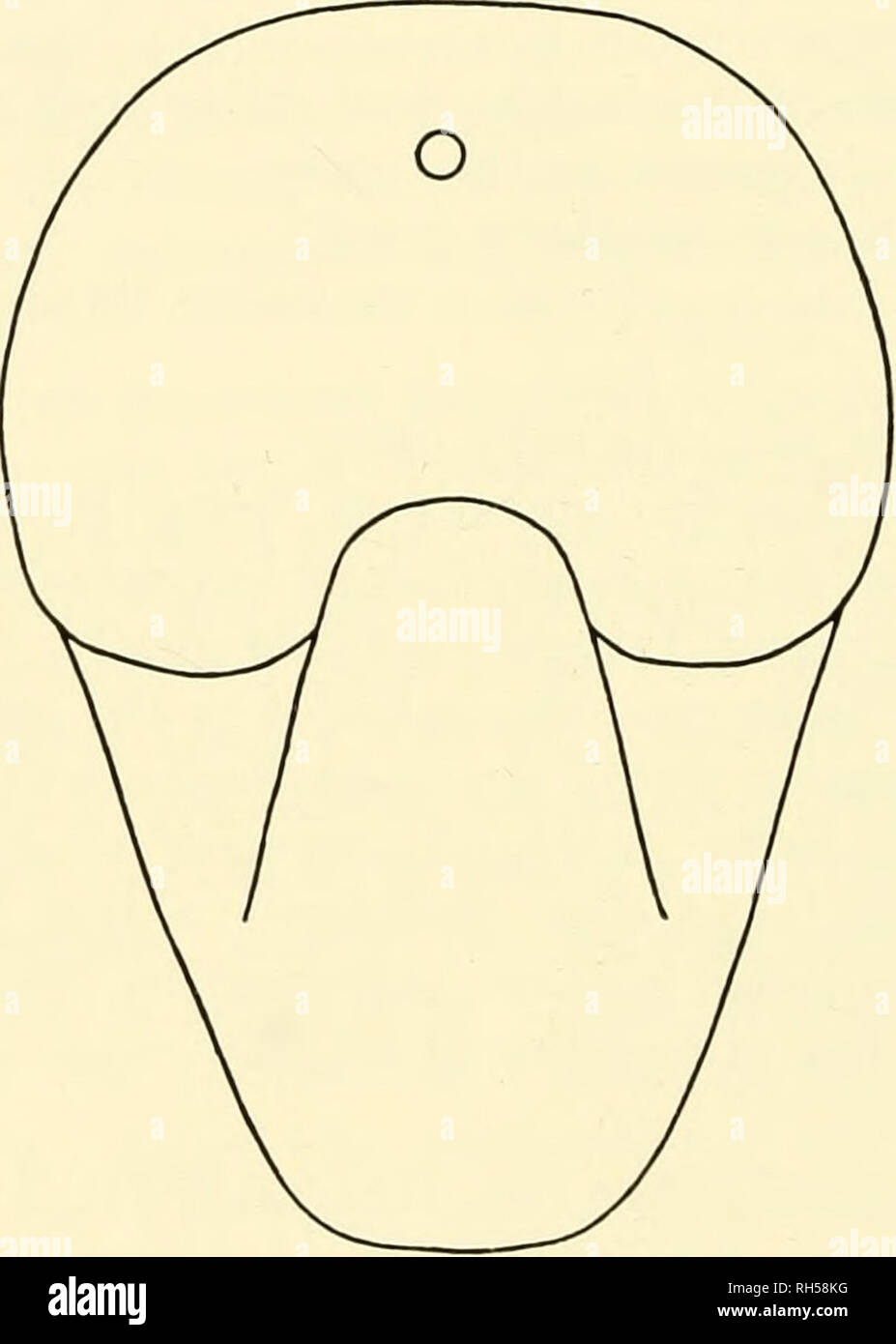 Convex whorls hi-res stock photography and images - Alamy