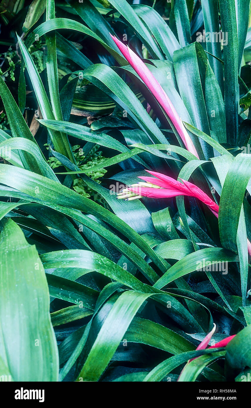 Billbergia nutans with long slender red bract flower stems just showing ...
