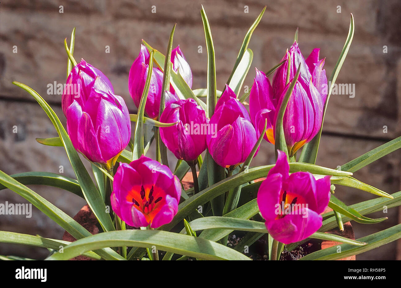 Tulipa pulchella hi-res stock photography and images - Alamy