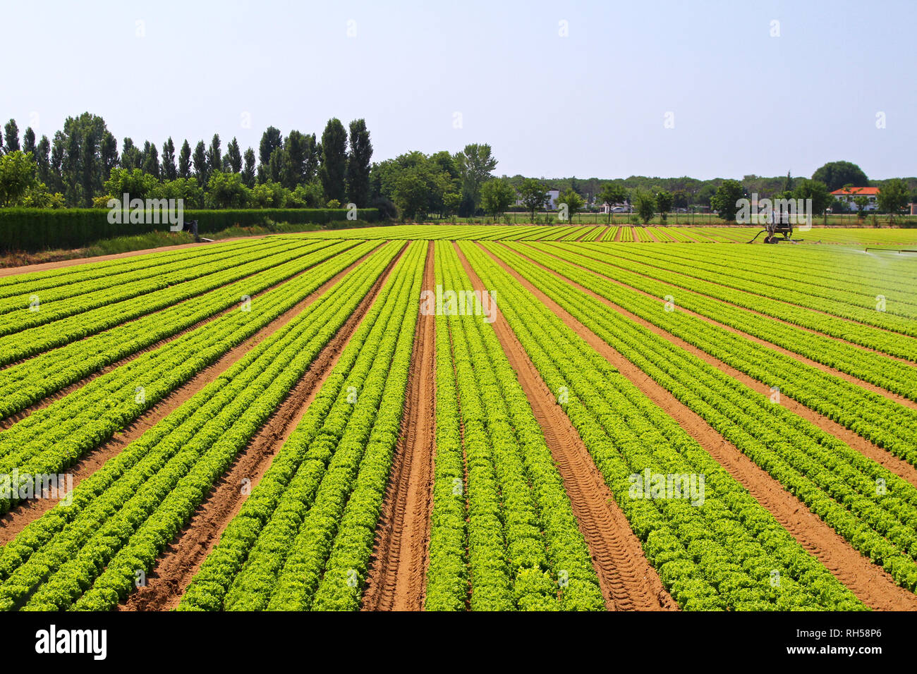 Big agriculture field of green salad vegetables Stock Photo - Alamy