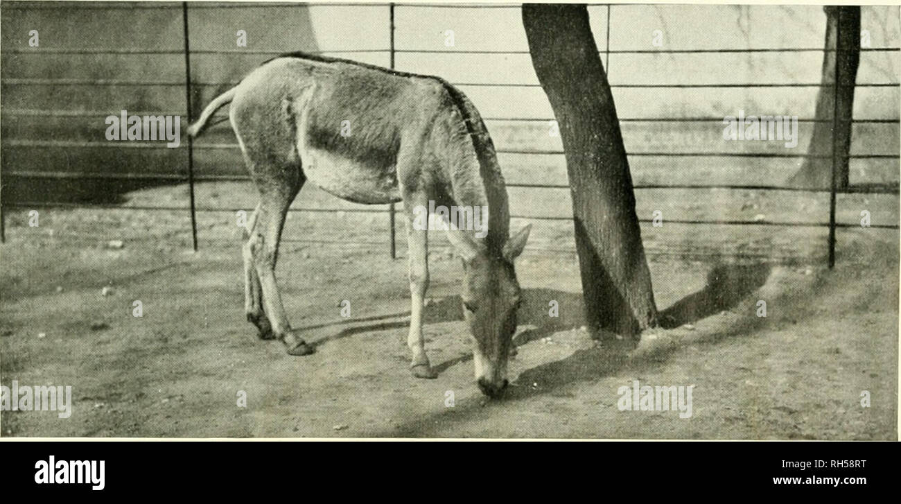 Equus hemionus kulan hi-res stock photography and images - Alamy