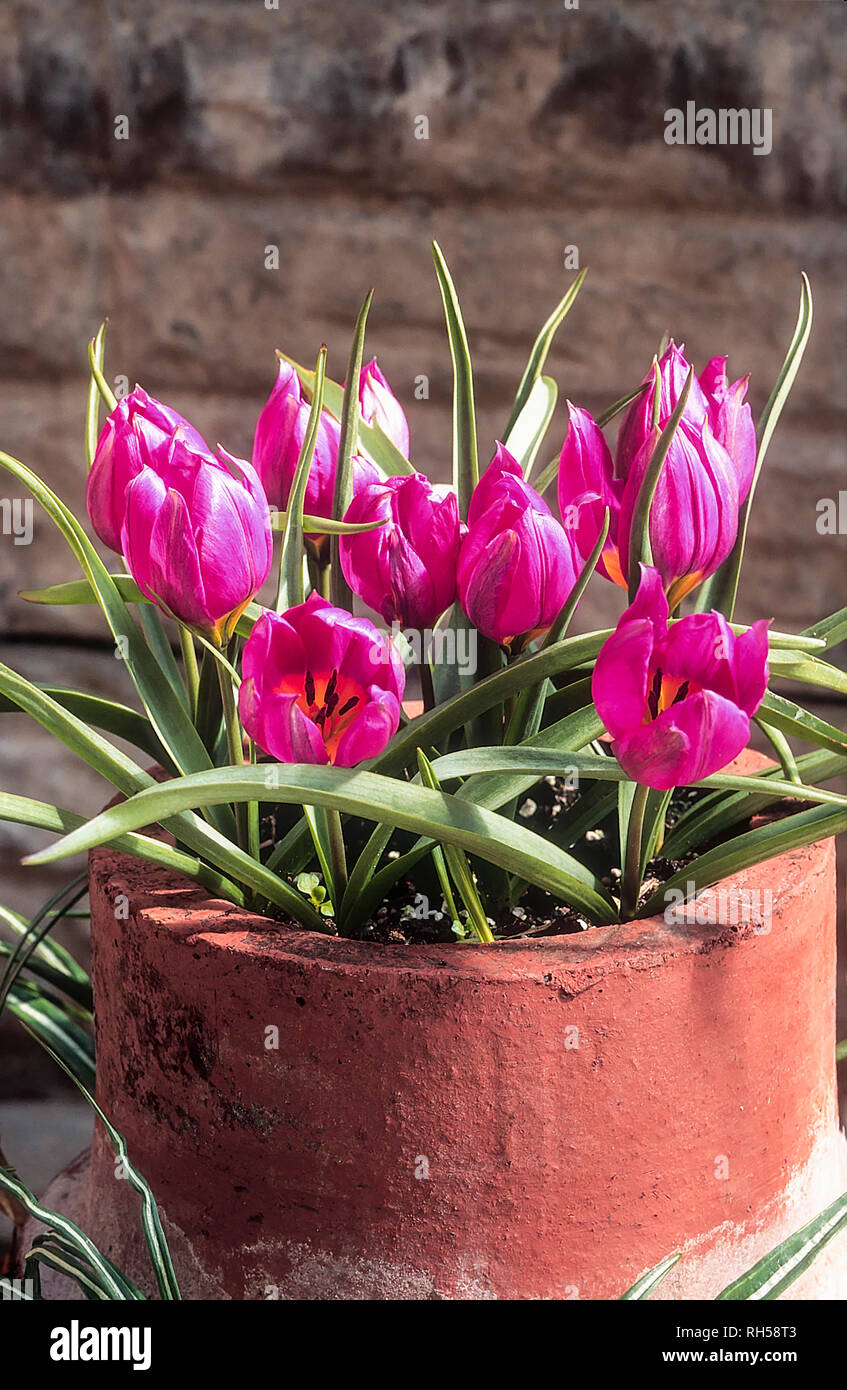 Tulipa pulchella hi-res stock photography and images - Alamy