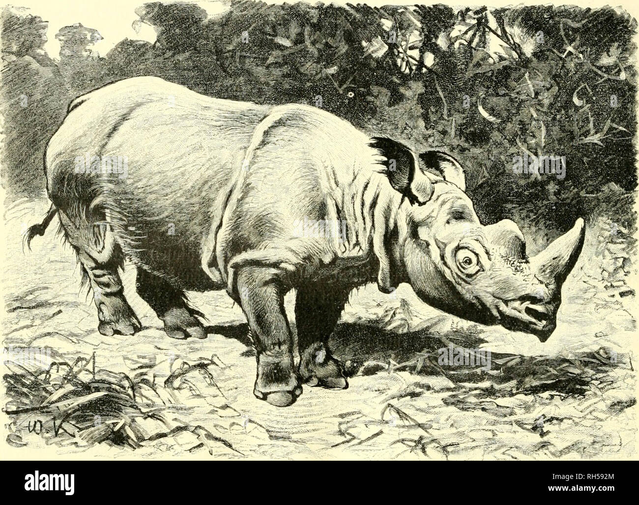 El fid hi-res stock photography and images - Alamy