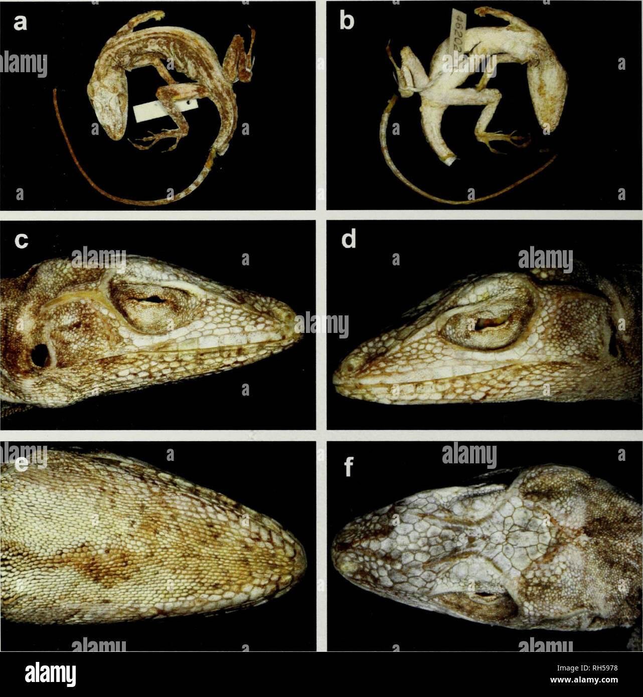 . Breviora. Zoology; Paleontology. 6 BREVIORA No. 537. Figure 3 ...