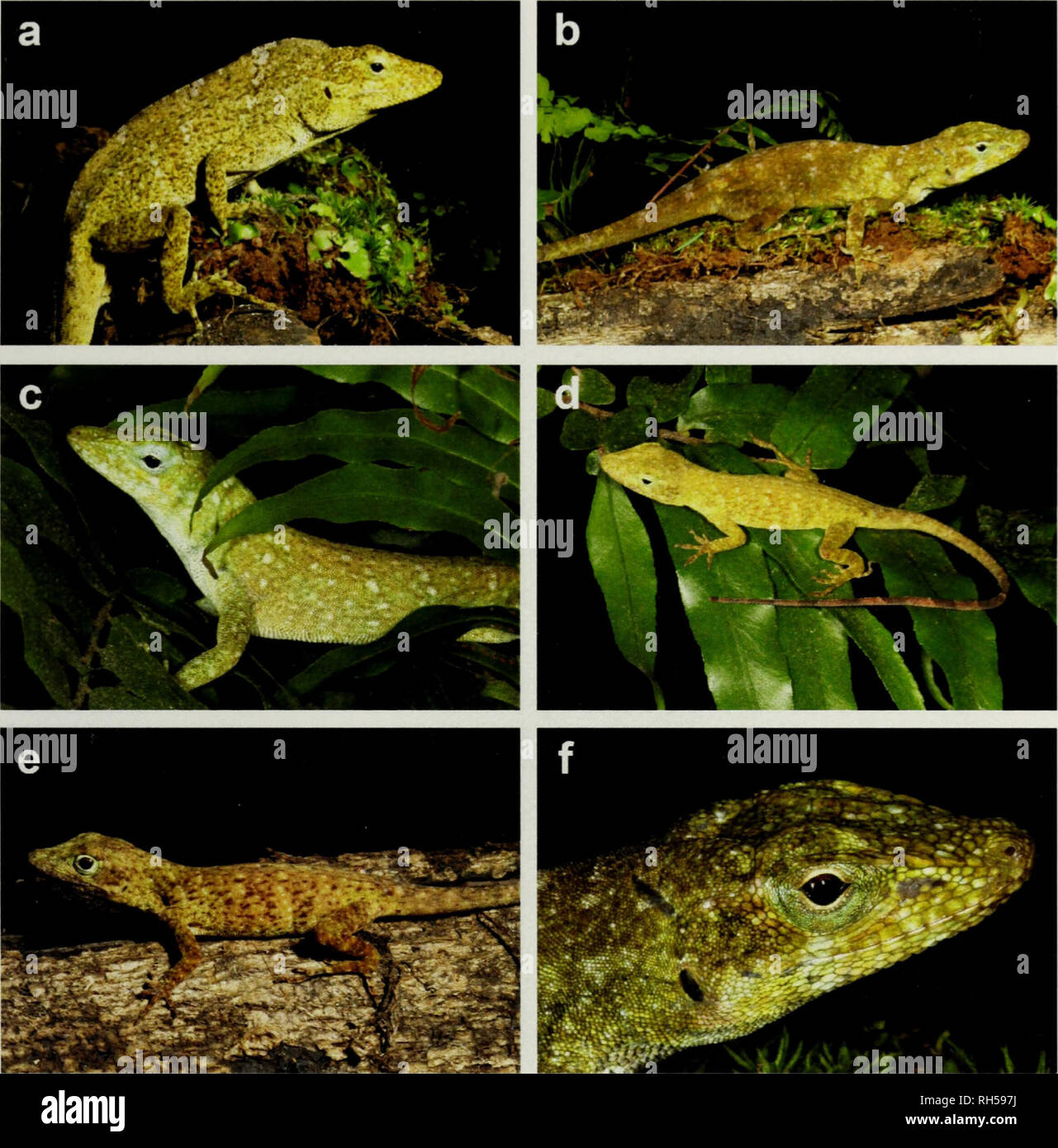 Weakly keeled dorsal scales hi-res stock photography and images - Alamy