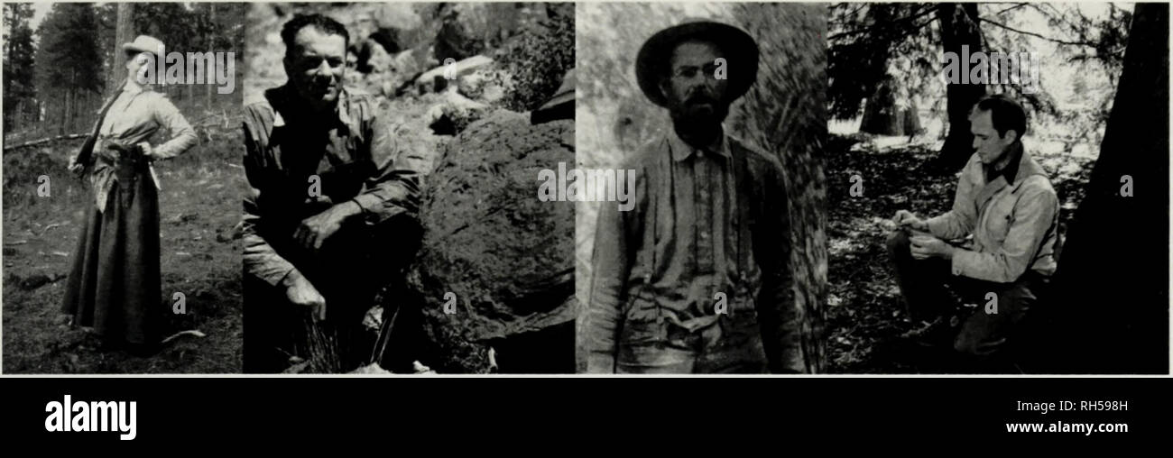 . Breviora. Zoology; Paleontology. 2013 FOUR NEW SPECIES OF ANNIELLA 9 ...