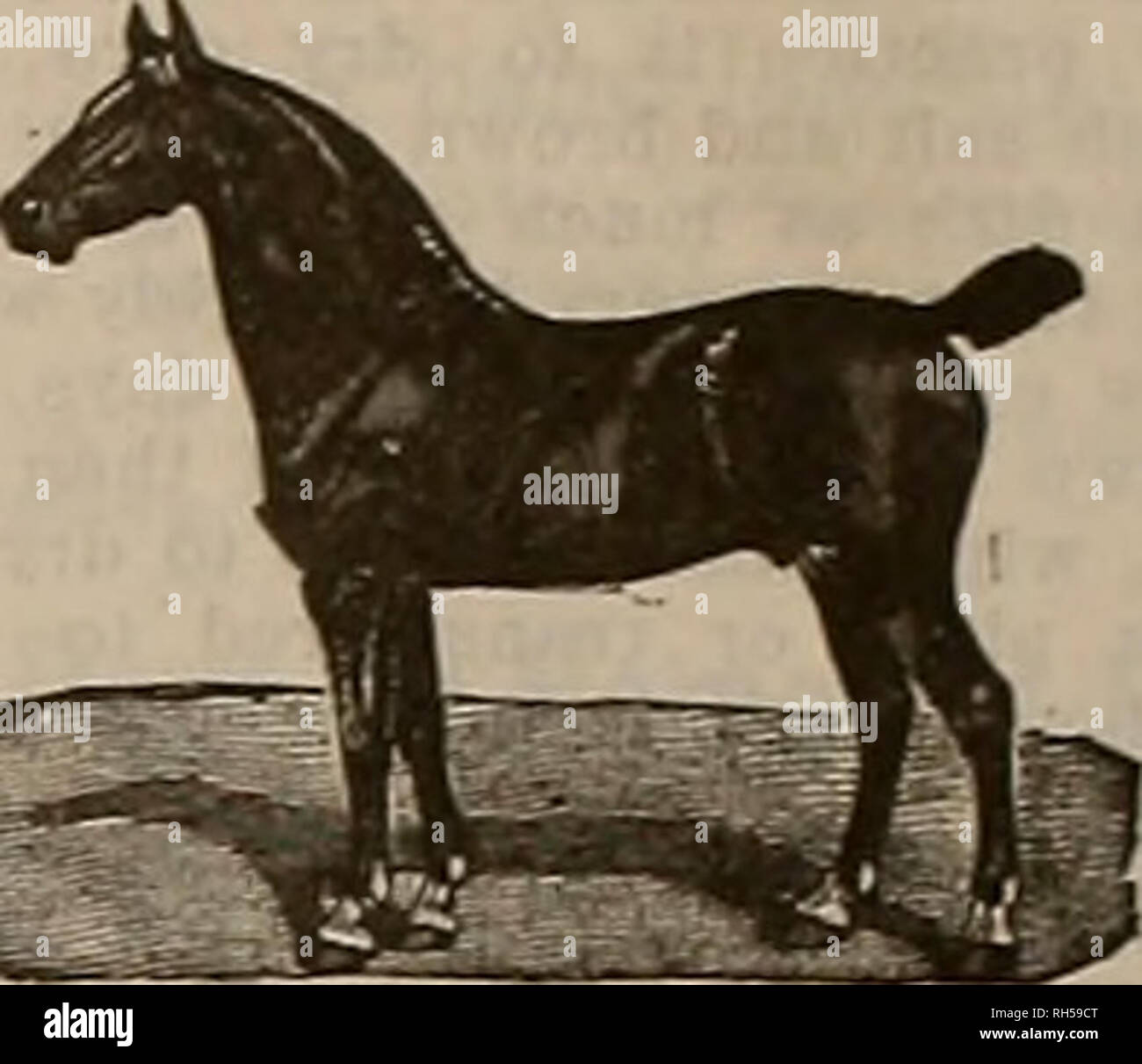 Eastern bull snake hi-res stock photography and images - Alamy