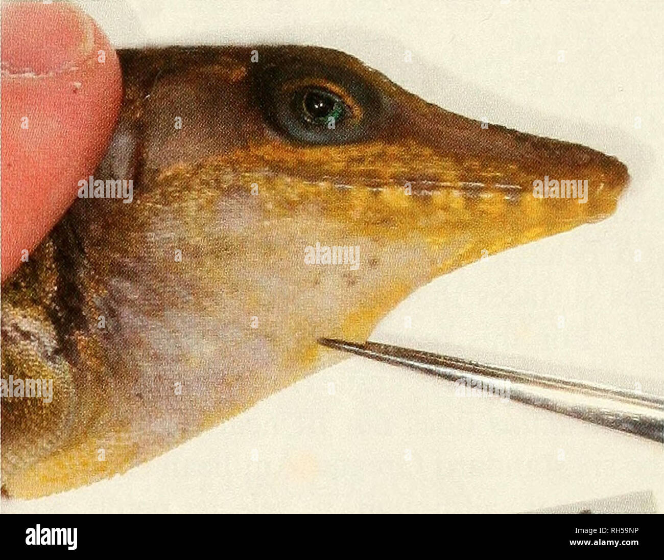 Fish stomach contents hi-res stock photography and images - Alamy