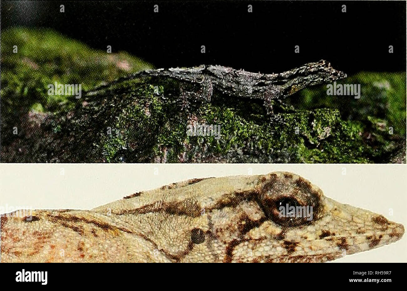 . Breviora. Zoology; Paleontology. Photo by Kevin de Queiroz. This ...