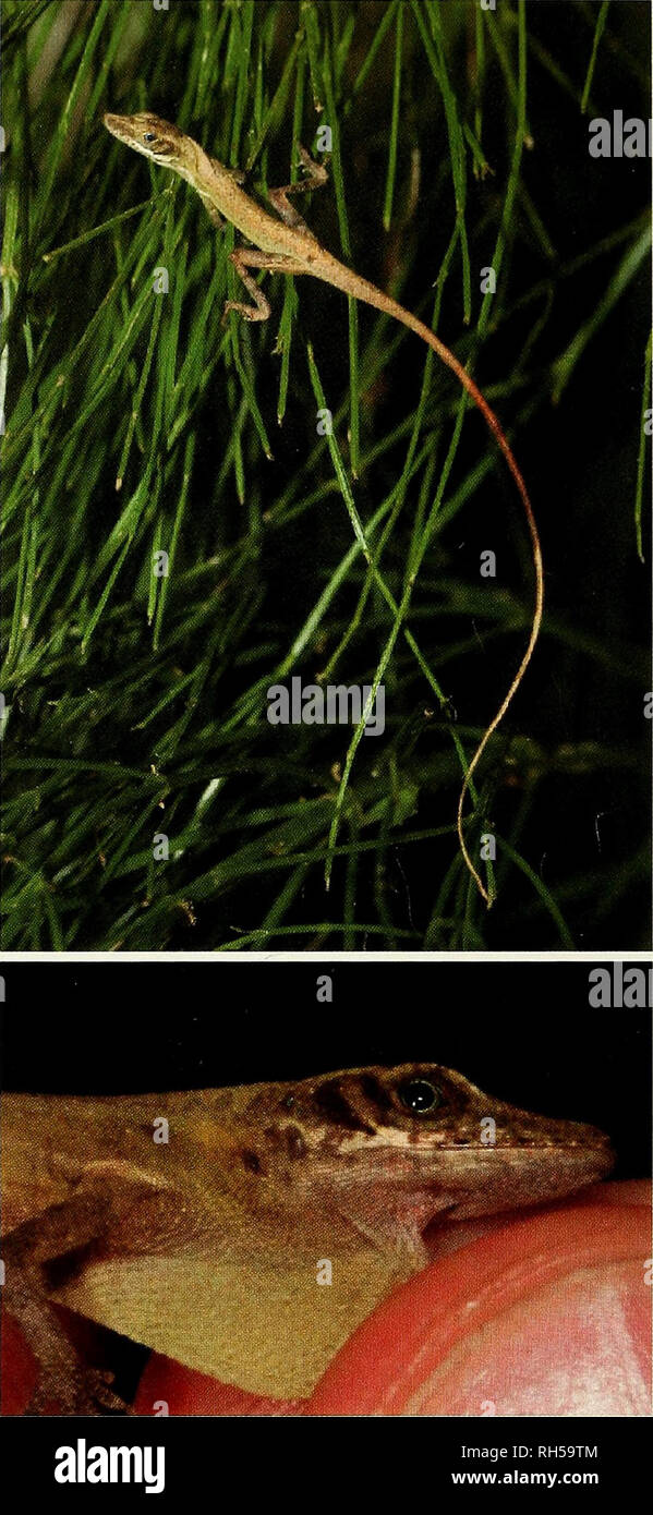 Anolis allogus hi-res stock photography and images - Alamy