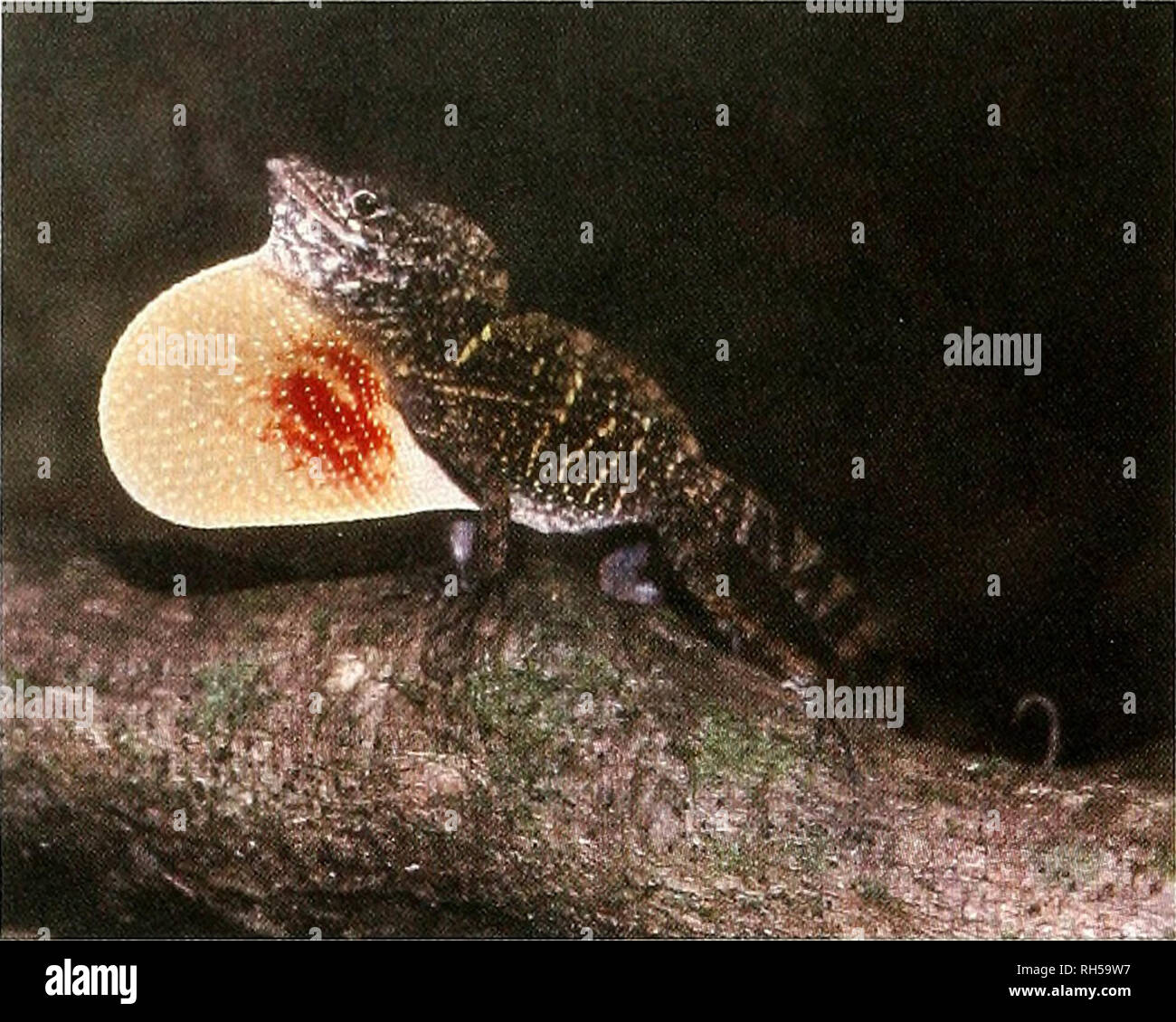 Anolis allogus hi-res stock photography and images - Alamy