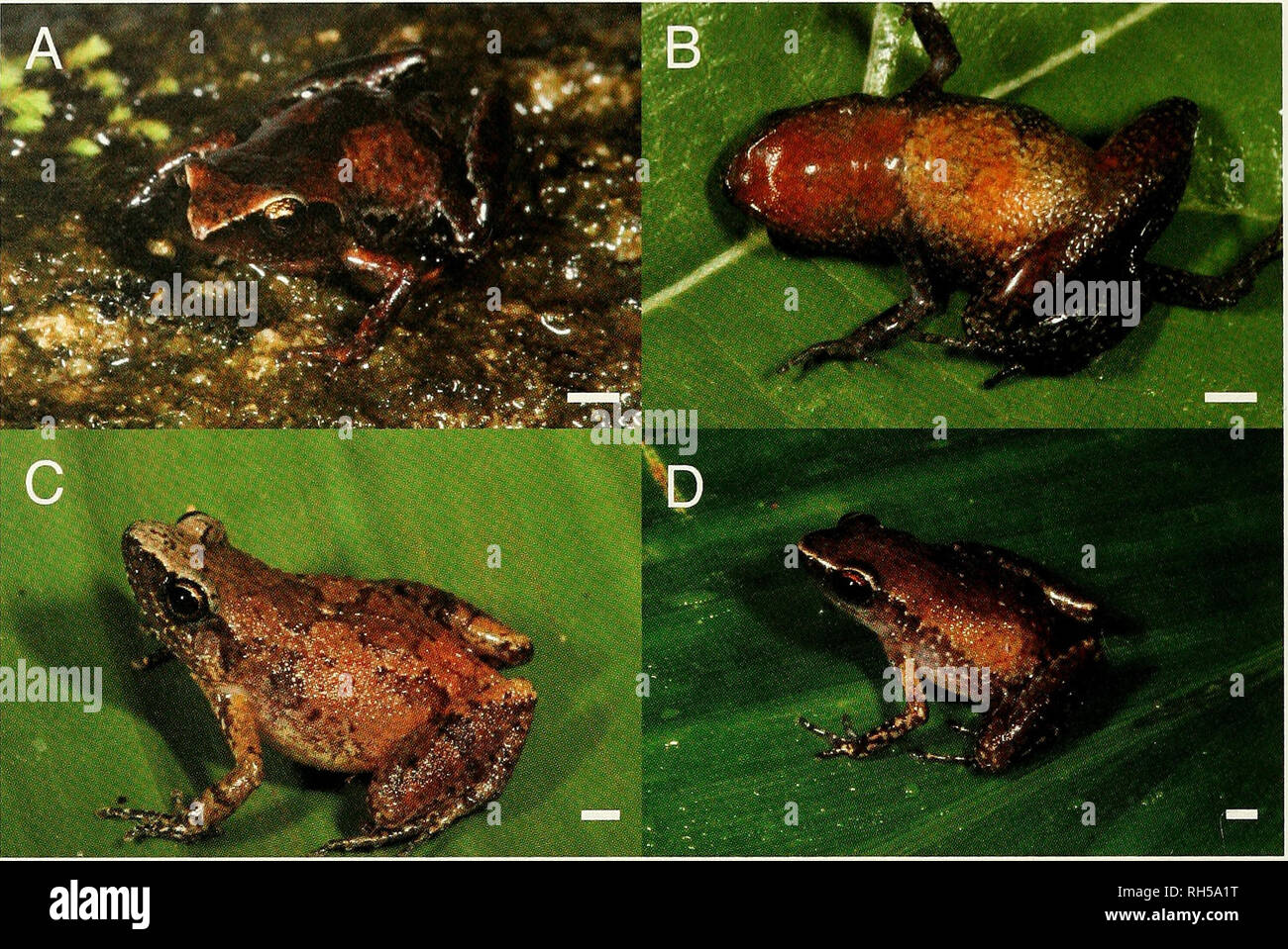 . Breviora. Zoology; Paleontology. BREVIORA No. 517. Figure 2. A, B ...