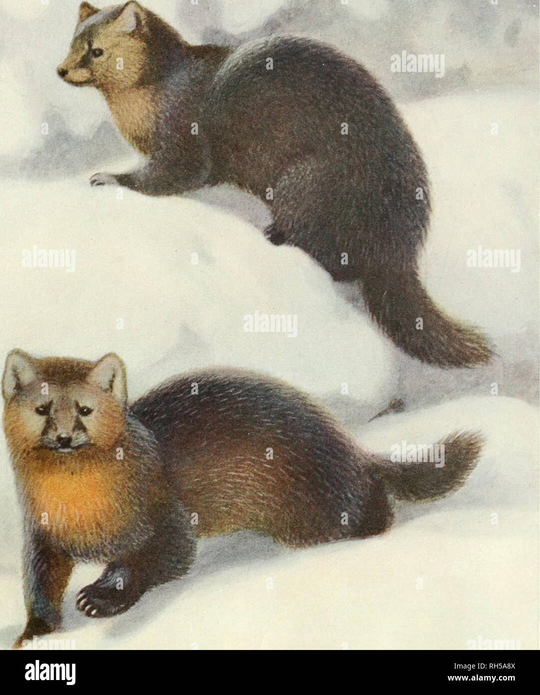 . Brehms Tierleben. Allgemeine kunde des Tierreichs. Zoology; Animal ...