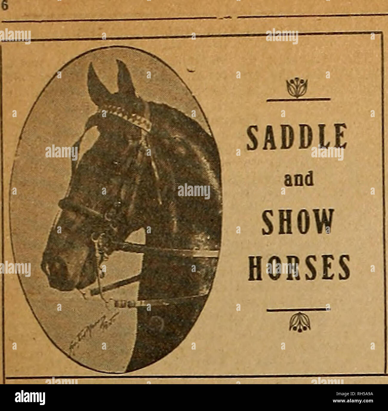 . Breeder and sportsman. Horses. THE BREEDER AND SPORTSMAN [August 15 ...