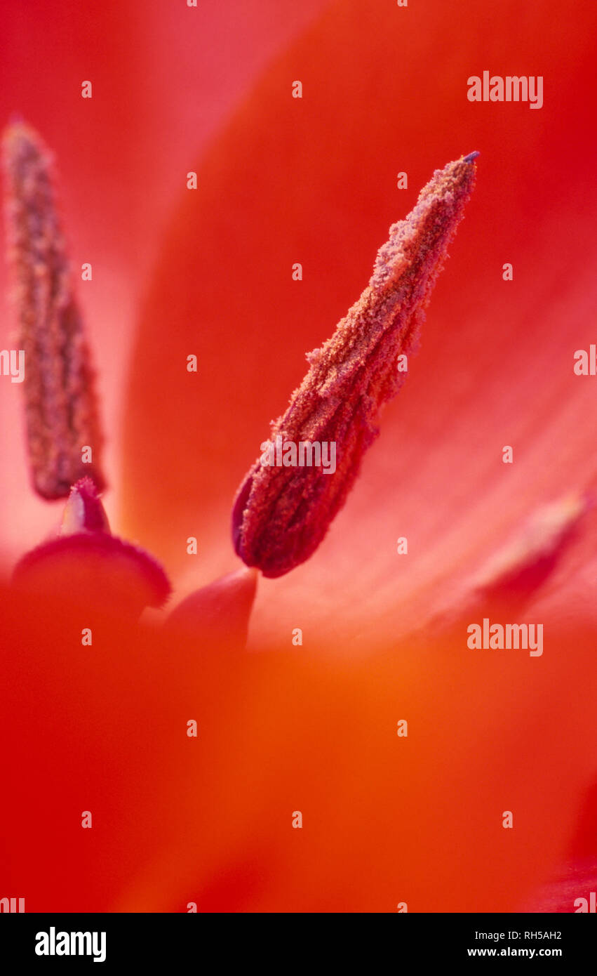 Photo of tulip flower hi-res stock photography and images - Alamy