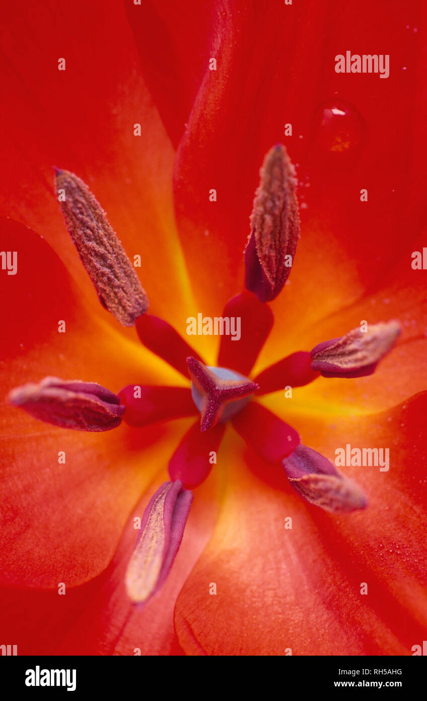 Close up of tulip reproductive organs Stock Photo - Alamy