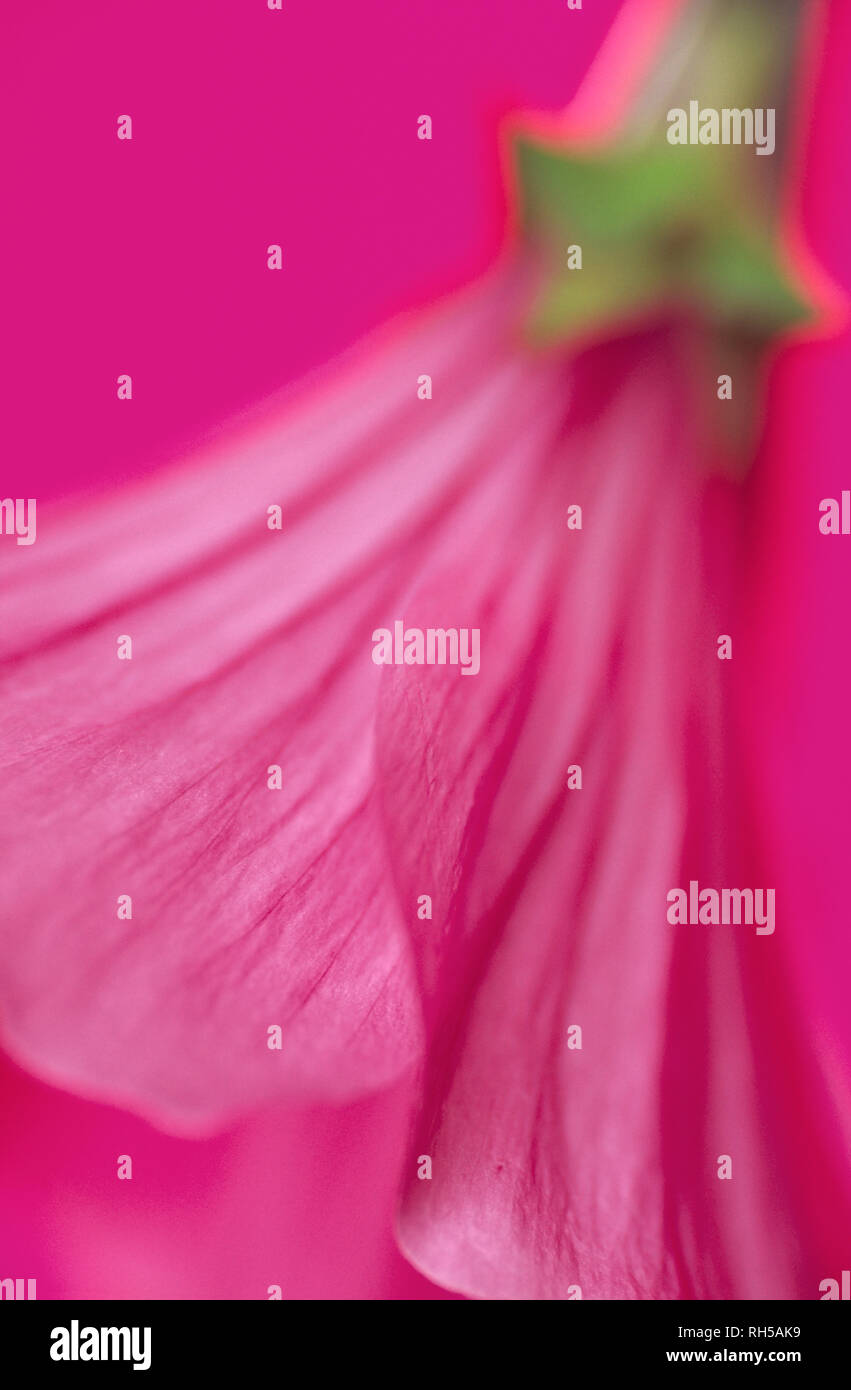 Tree mallow lavatera arborea hi-res stock photography and images - Alamy