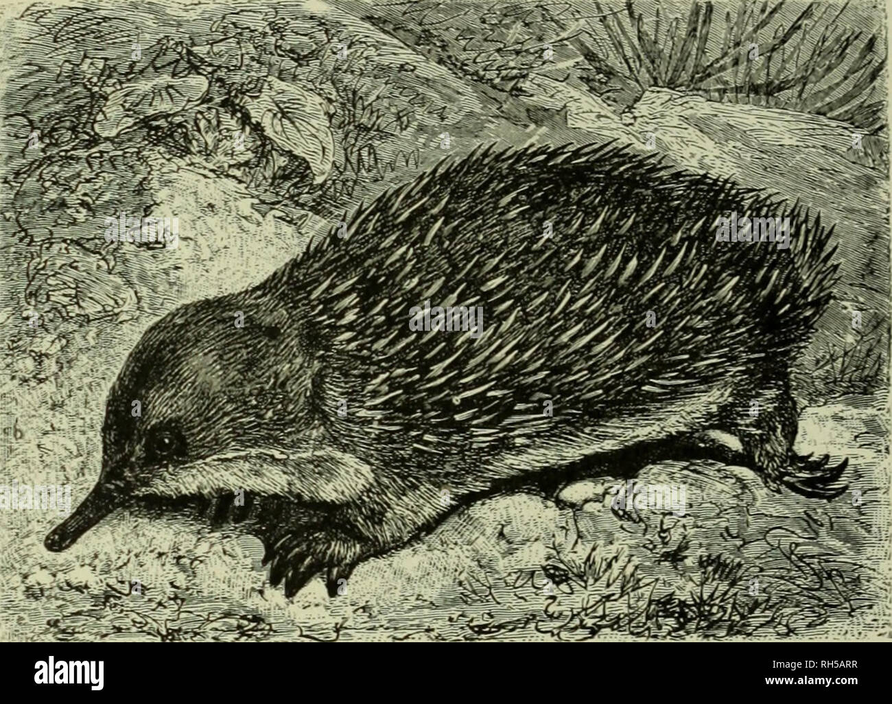 Echidna behavior hi-res stock photography and images - Alamy