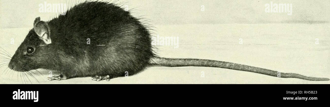 R rattus hi-res stock photography and images - Alamy