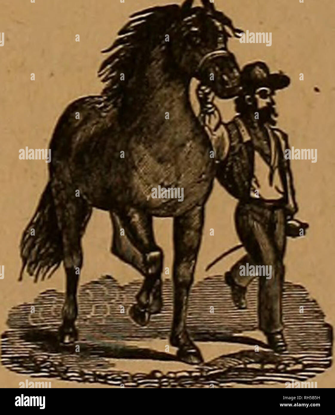. Breeder and sportsman. Horses. TUTTLE'S ELIXIR Bsst Lee snd Body Wash ...