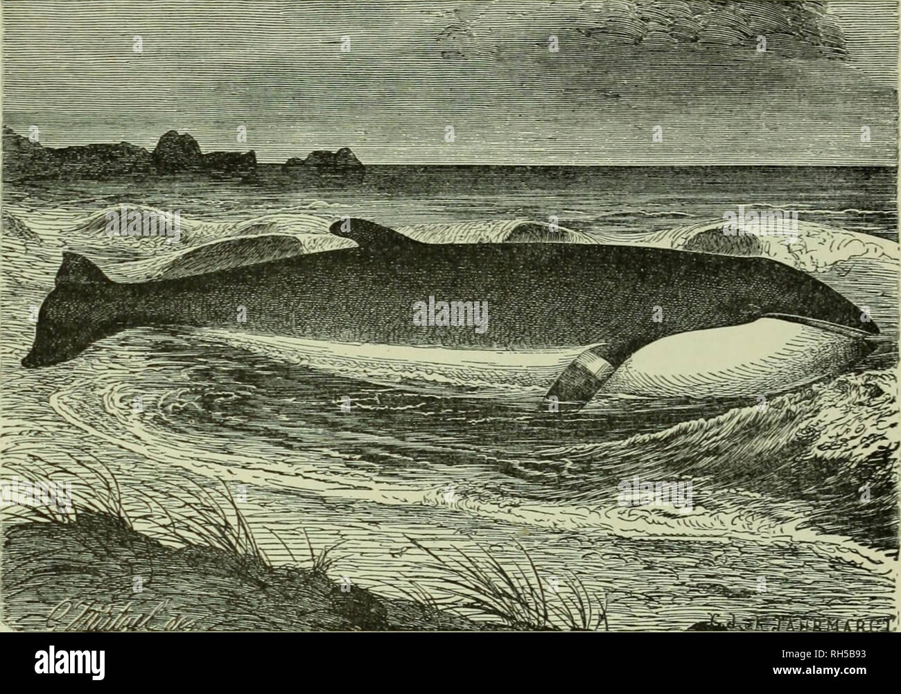 . Brehm's Life of animals : a complete natural history for popular home ...