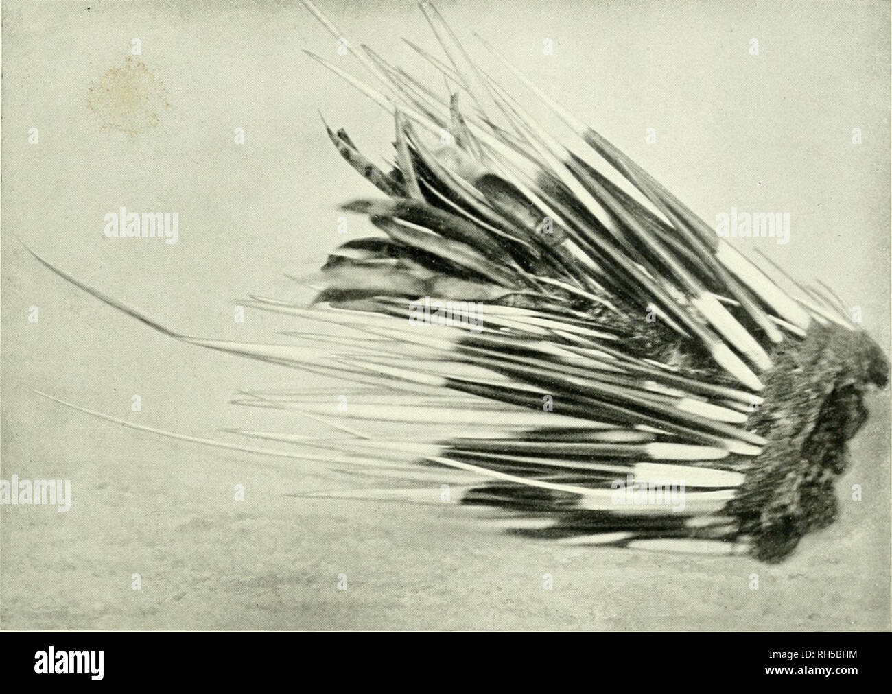 1878 dos hi-res stock photography and images - Alamy