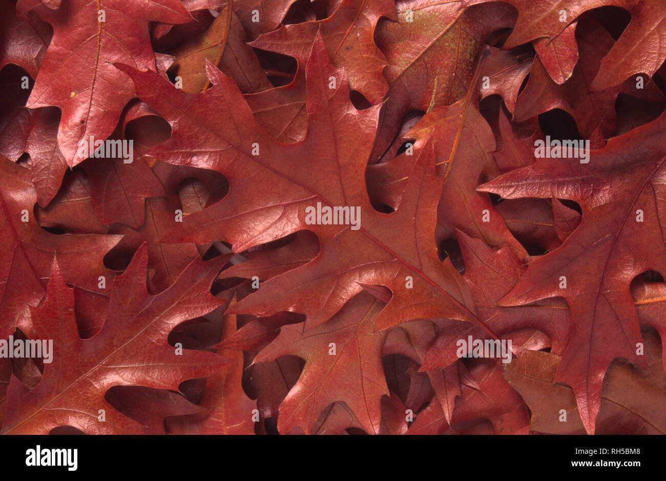 Oak leaves pattern hi-res stock photography and images - Alamy