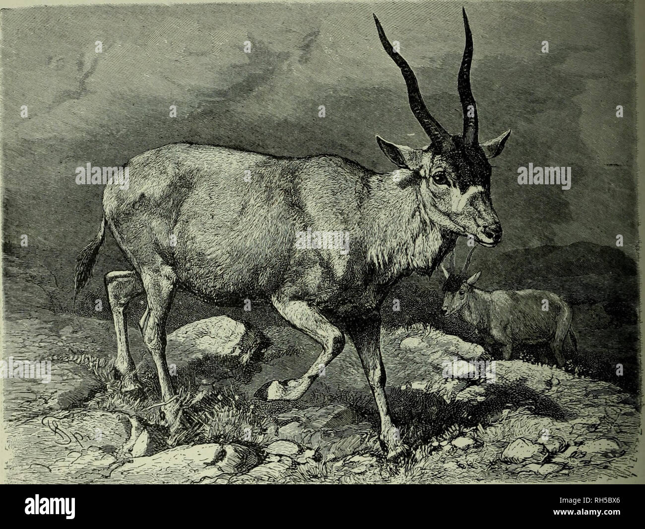 Lyre shape horns hi-res stock photography and images - Alamy