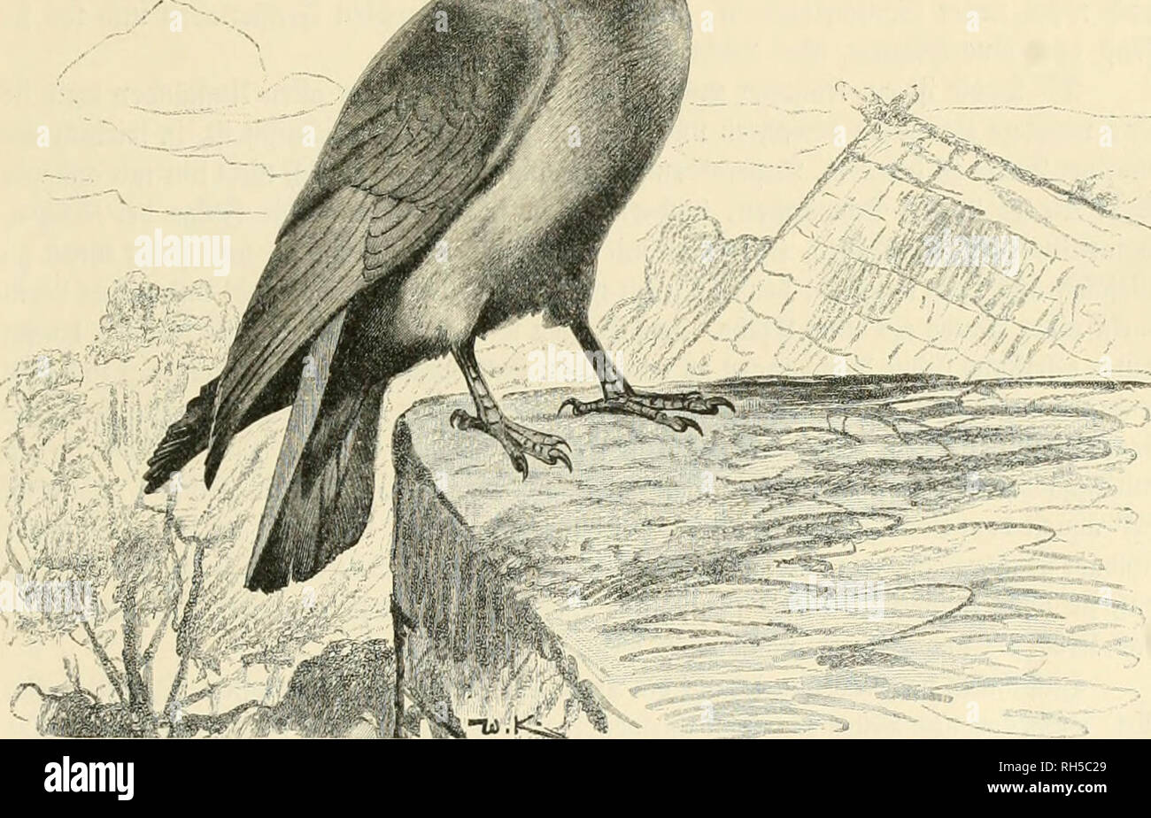 Spermologus hi-res stock photography and images - Alamy