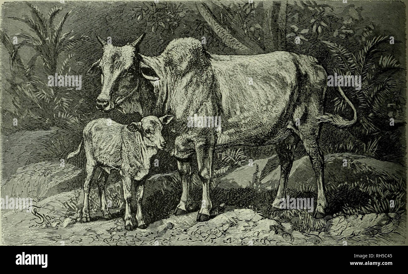 Bos africanus hi-res stock photography and images - Alamy