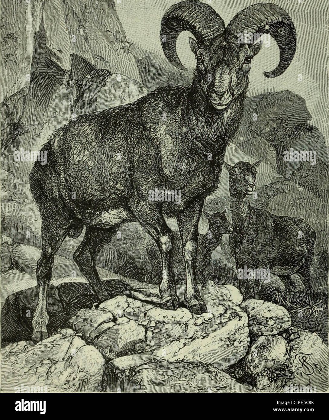 Animals that can be tamed hi-res stock photography and images - Alamy