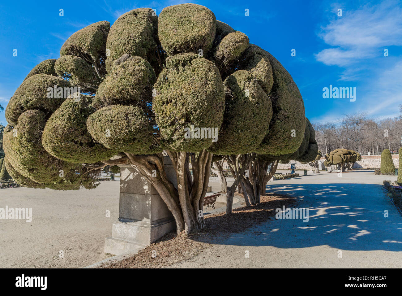 Beautiful view of a tree pruned in round shape on a great and sunny day ...