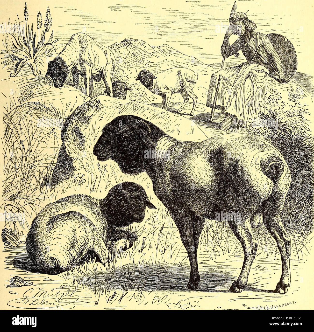 Wellige hi-res stock photography and images - Alamy