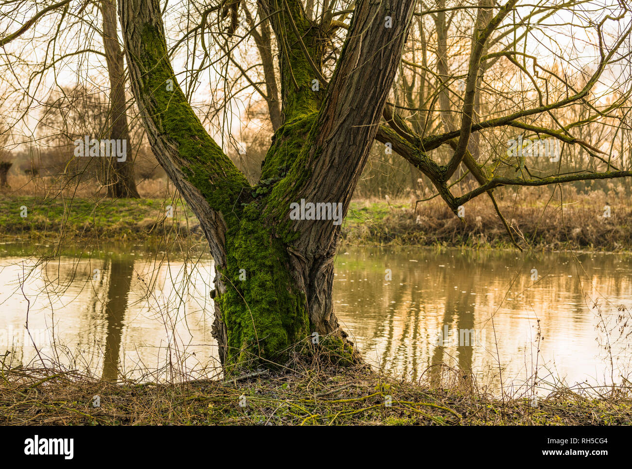 Willow tree on the bank of the River Nene in wintertime with high water ...