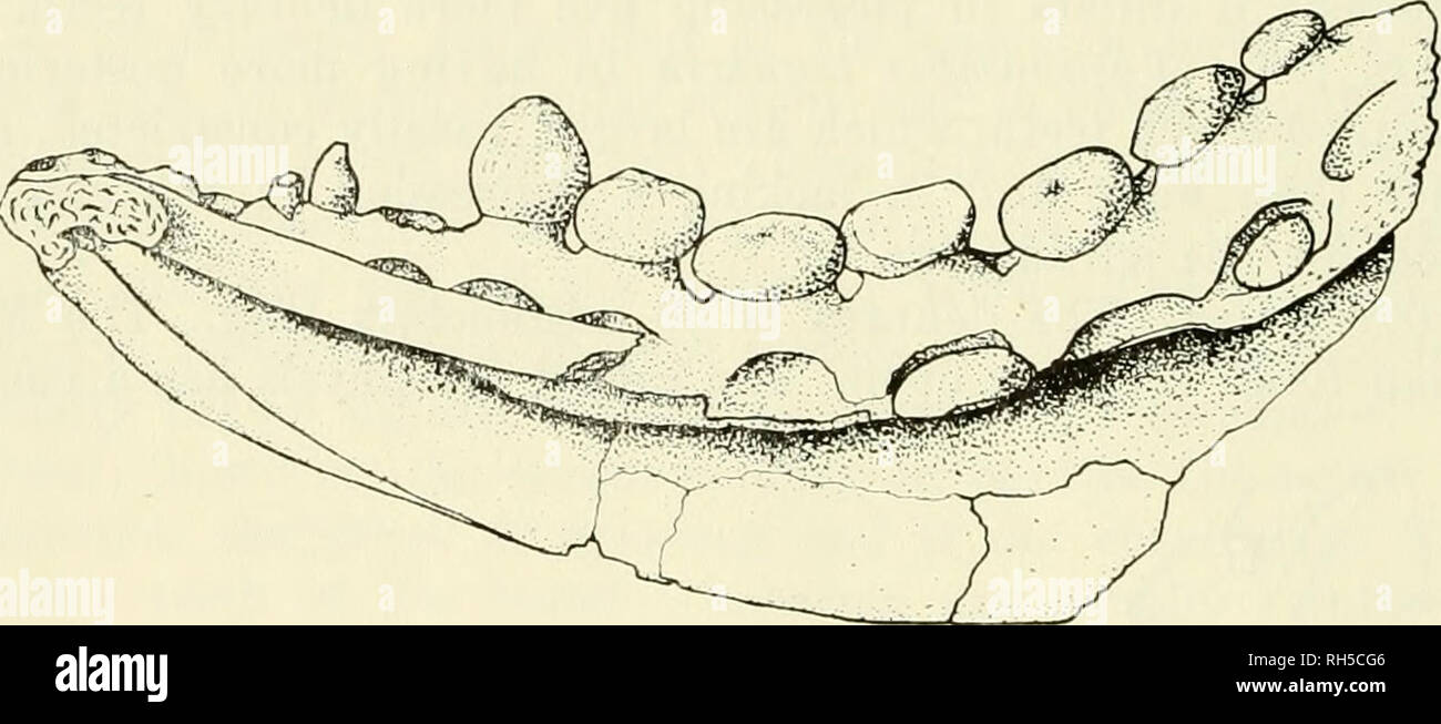 . Breviora. BREVIORA No. 143 is present labial to the tooth row. The ...