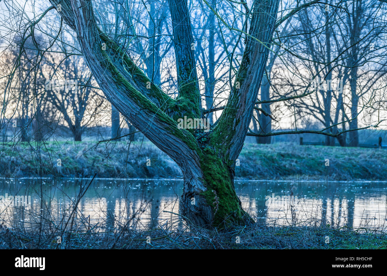 Willow tree on the bank of the River Nene in wintertime with high water ...