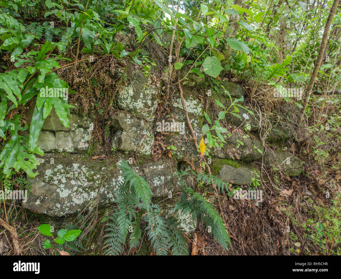 New zealand maori tuhoe hi-res stock photography and images - Alamy