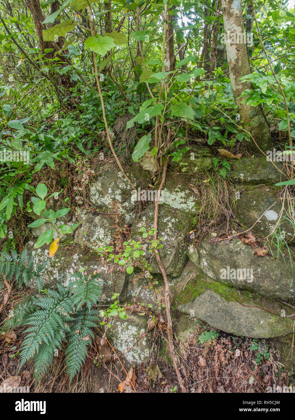 Overgrown stone wall, remains ruins of Onepoto Armed Constabulary ...