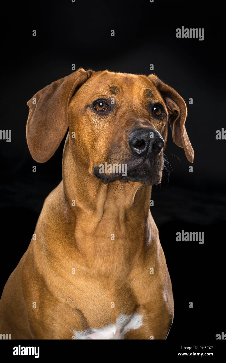 Portrait Rhodesian Ridgeback dog isolated black background sitting ...