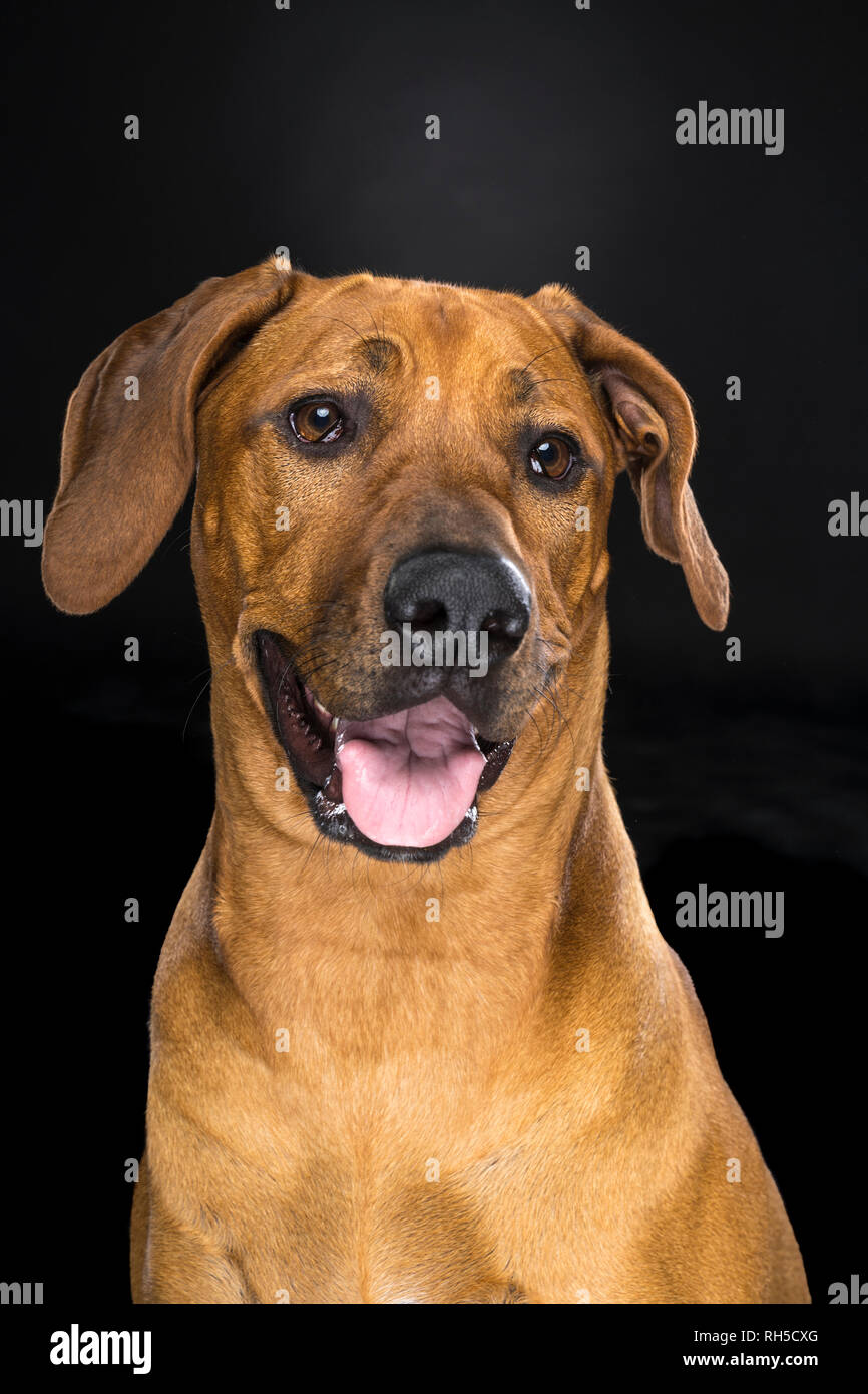 Portrait Rhodesian Ridgeback dog isolated black background sitting ...