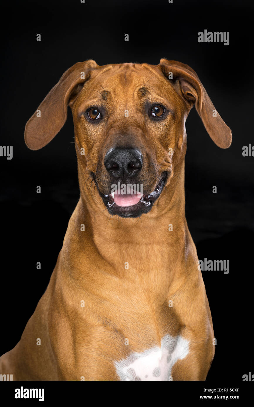 Portrait Rhodesian Ridgeback dog isolated black background sitting ...
