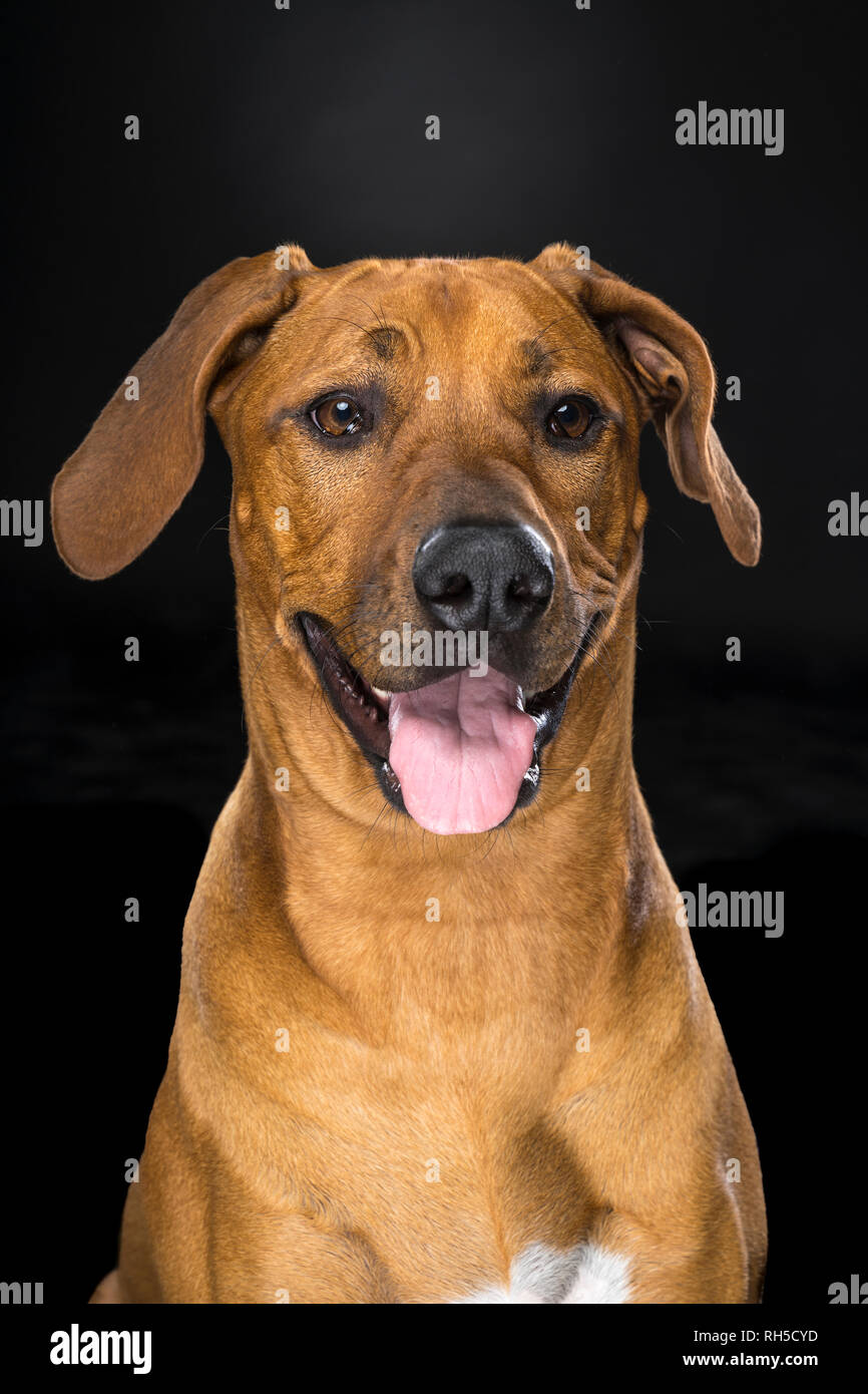 Portrait Rhodesian Ridgeback dog isolated black background sitting ...