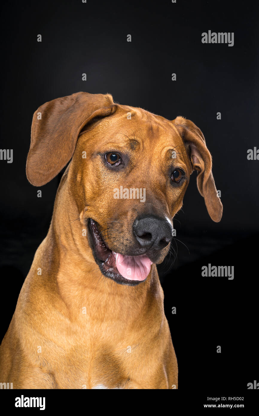 Portrait Rhodesian Ridgeback dog isolated black background sitting ...